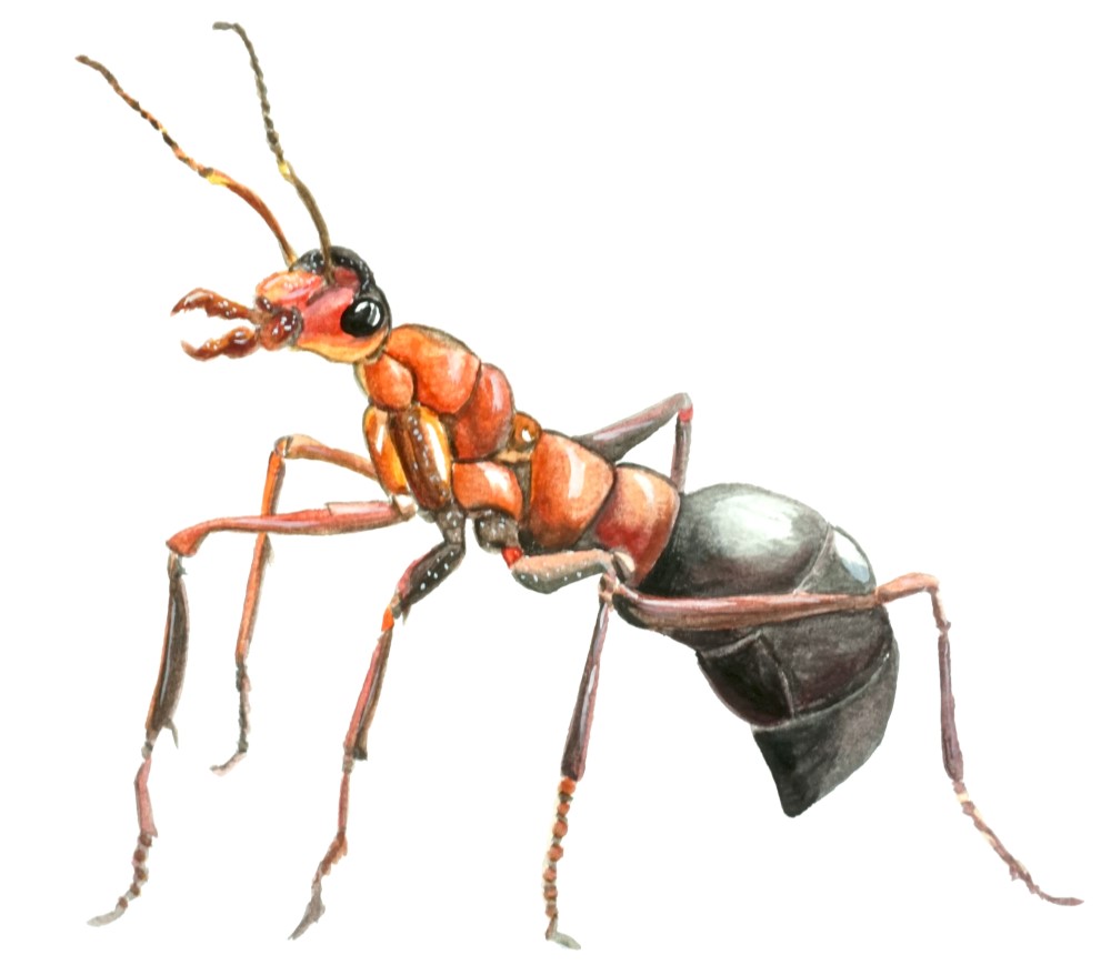 Fire Ant - Art Decals / Stickers